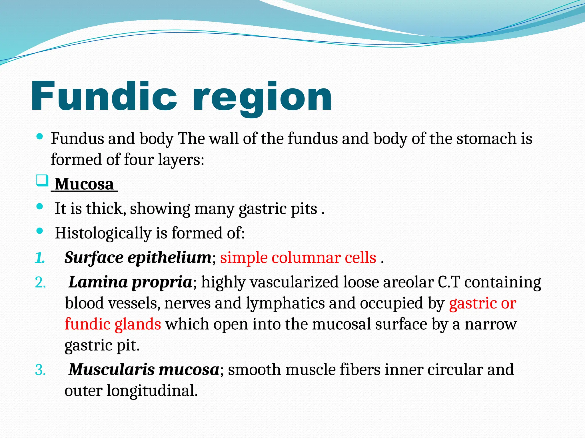 "Histology of the Stomach: Tissue Structure and Function Explained".pptx