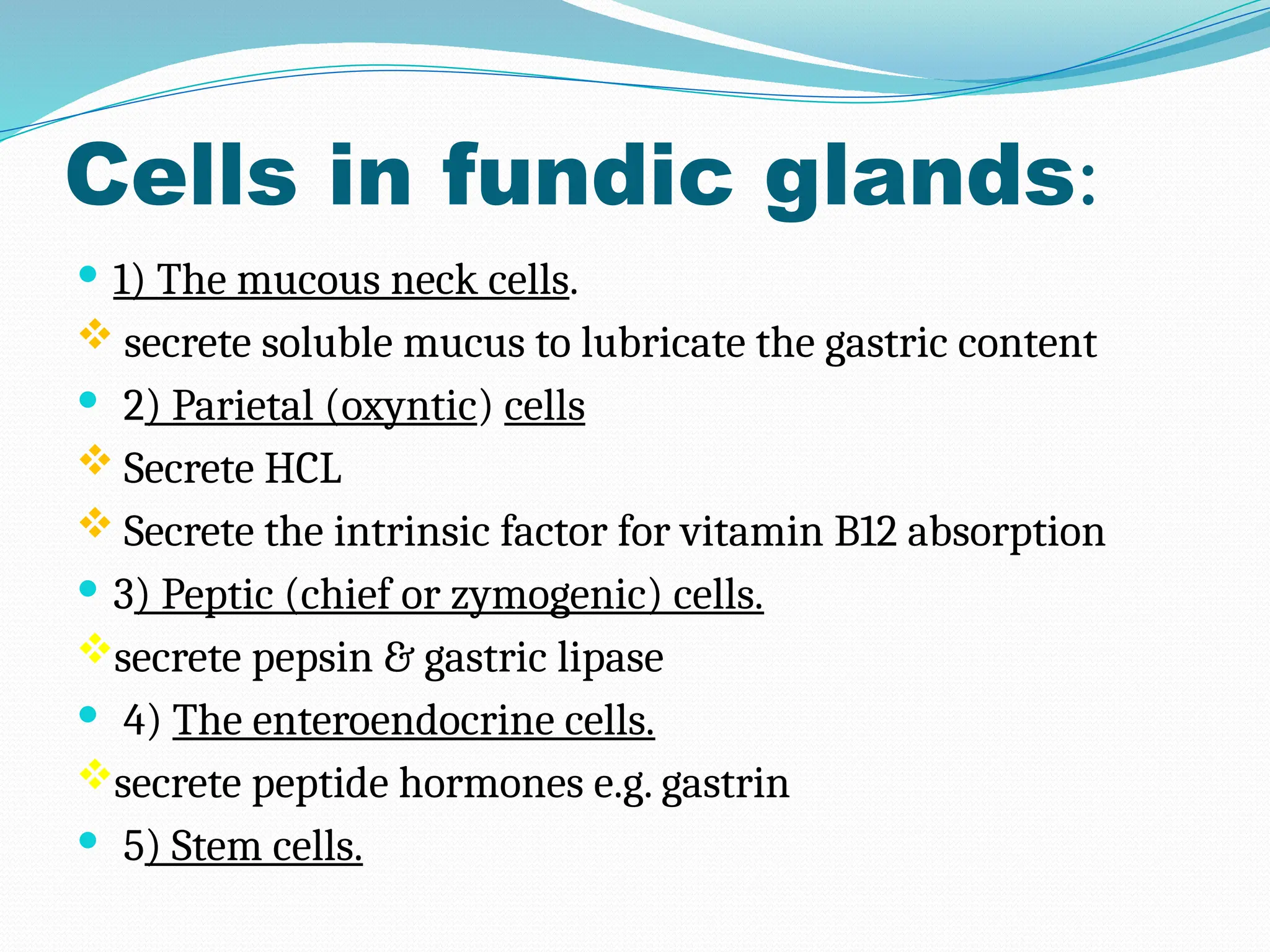"Histology of the Stomach: Tissue Structure and Function Explained".pptx