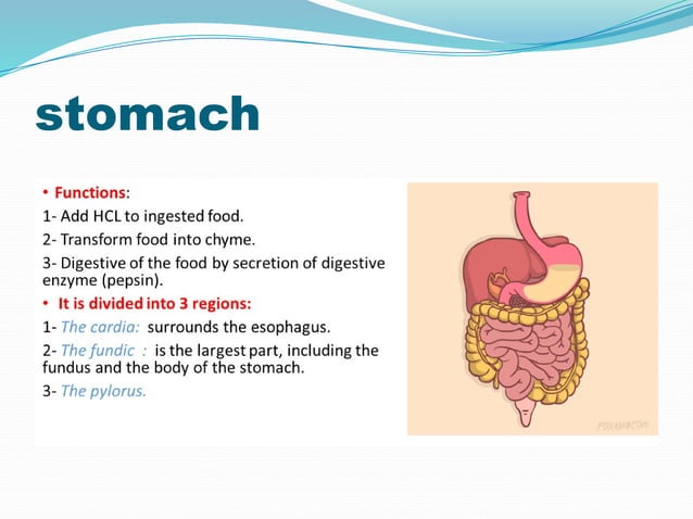 "Histology of the Stomach: Tissue Structure and Function Explained".pptx