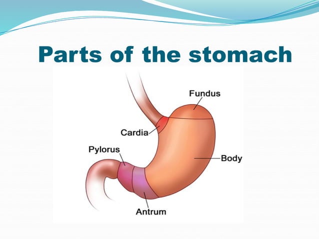"Histology of the Stomach: Tissue Structure and Function Explained".pptx