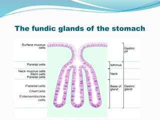 "Histology of the Stomach: Tissue Structure and Function Explained".pptx