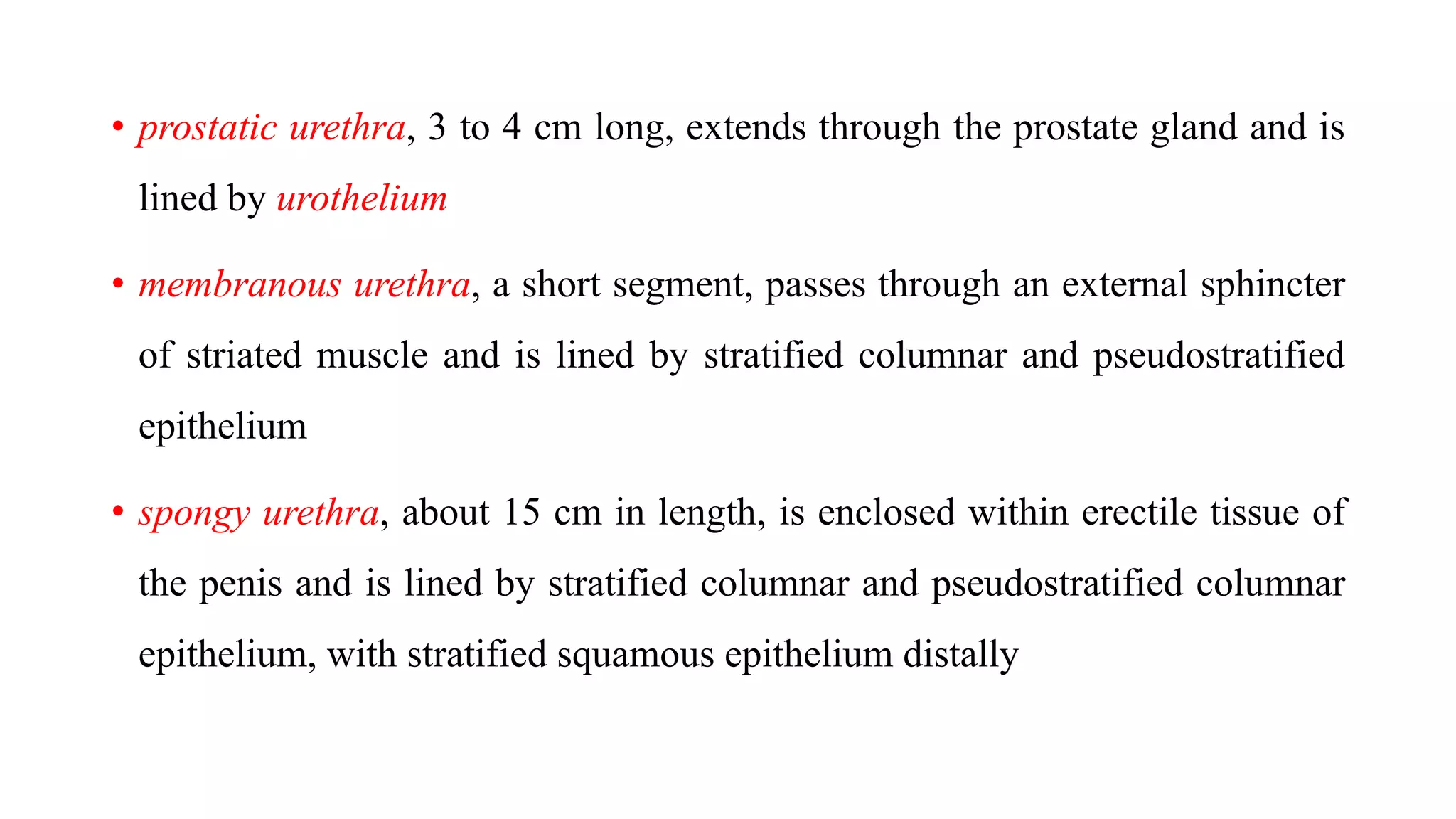 HISTOLOGY OF THE URINARY SYSTEM.pptx
