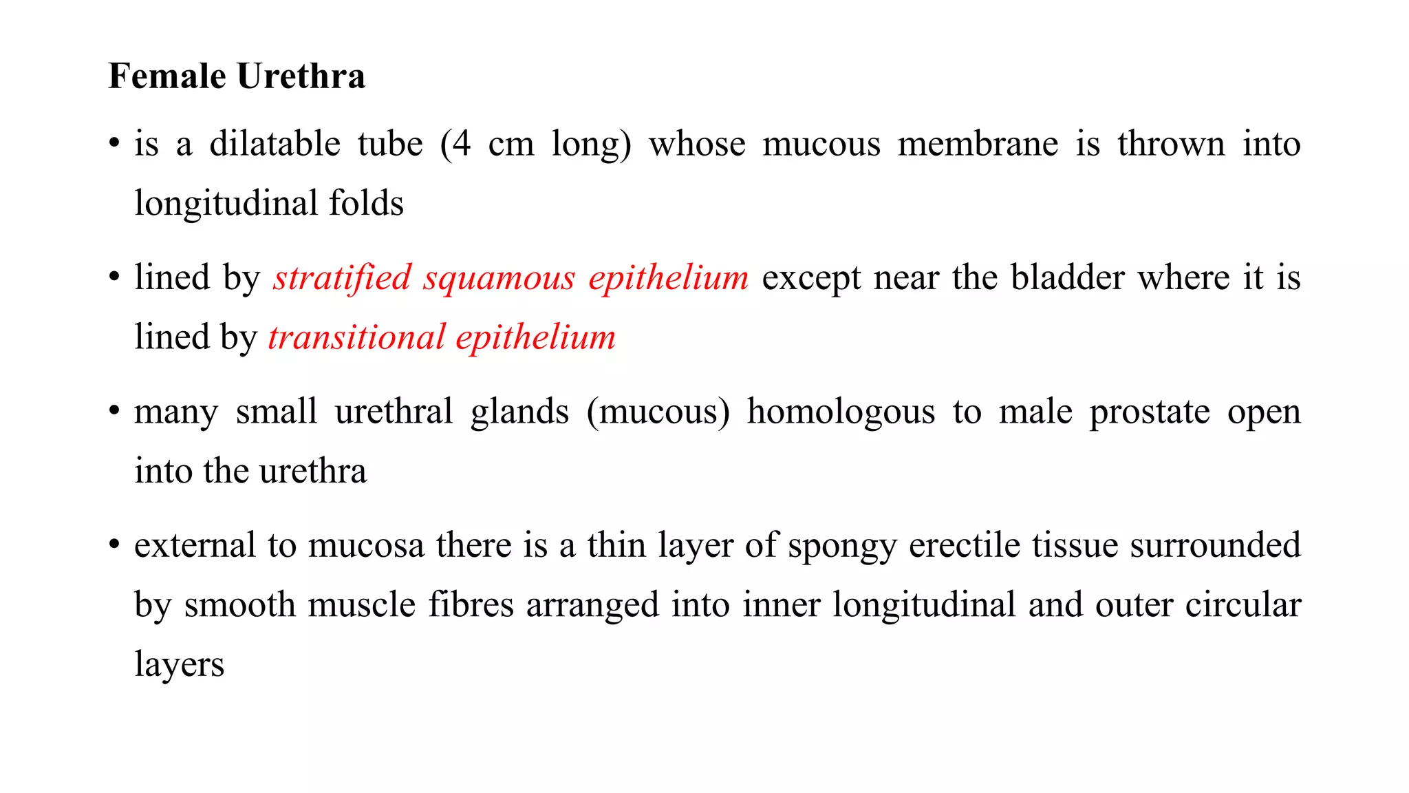 HISTOLOGY OF THE URINARY SYSTEM.pptx - All For One