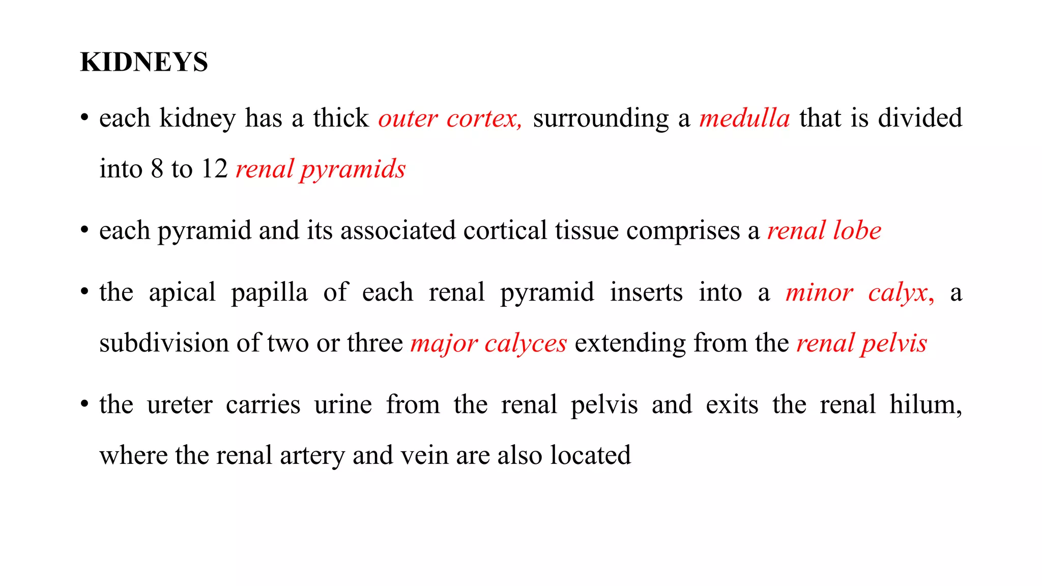 HISTOLOGY OF THE URINARY SYSTEM.pptx