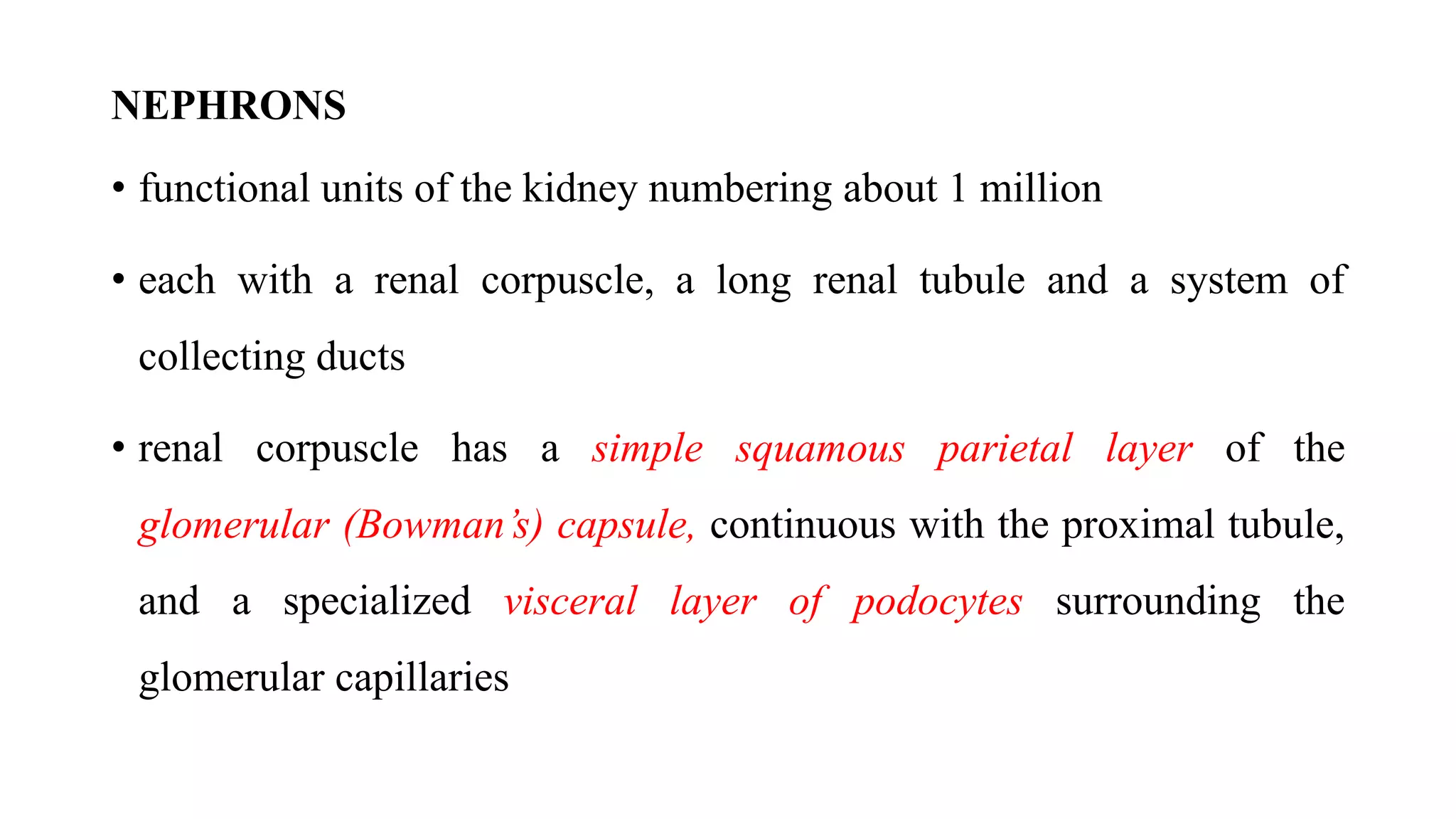 HISTOLOGY OF THE URINARY SYSTEM.pptx