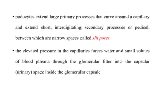 HISTOLOGY OF THE URINARY SYSTEM.pptx