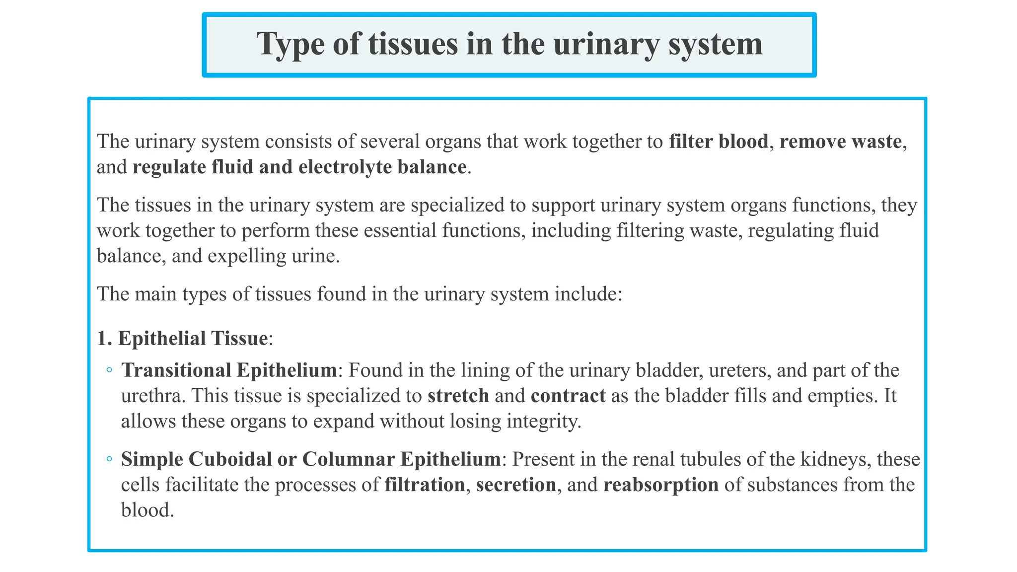 Histology of the urinary system L-1 for master | PDF