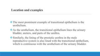 Histology of the urinary system L-1 for master | PDF