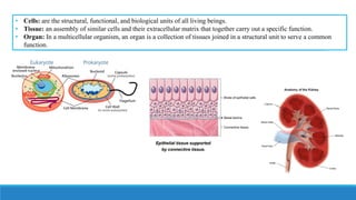 Histology of the urinary system L-1 for master | PDF