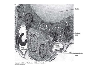 Parathyroid Gland Histology Drawing