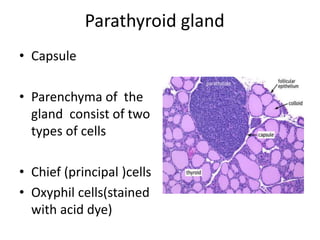 Parathyroid Gland Histology Labeled