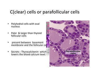 Thyroid Gland Slide Labeled Parafollicular Cells