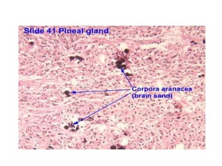 Pineal Gland Histology Labeled