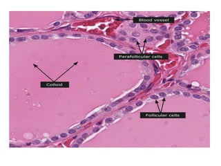 Pineal Gland Histology Labeled