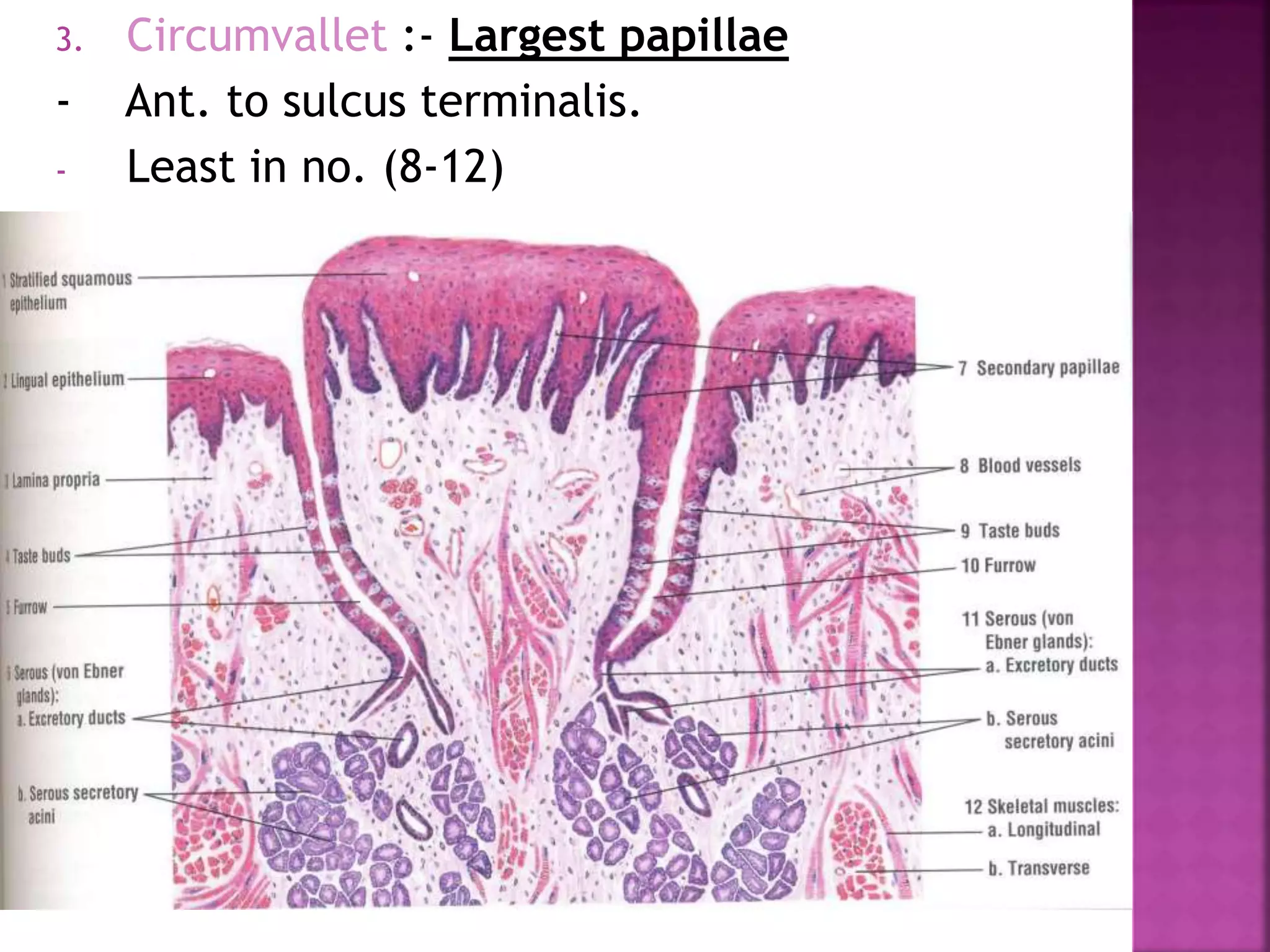 Histology of tongue by Dr. Shubham Gupta | PPTX
