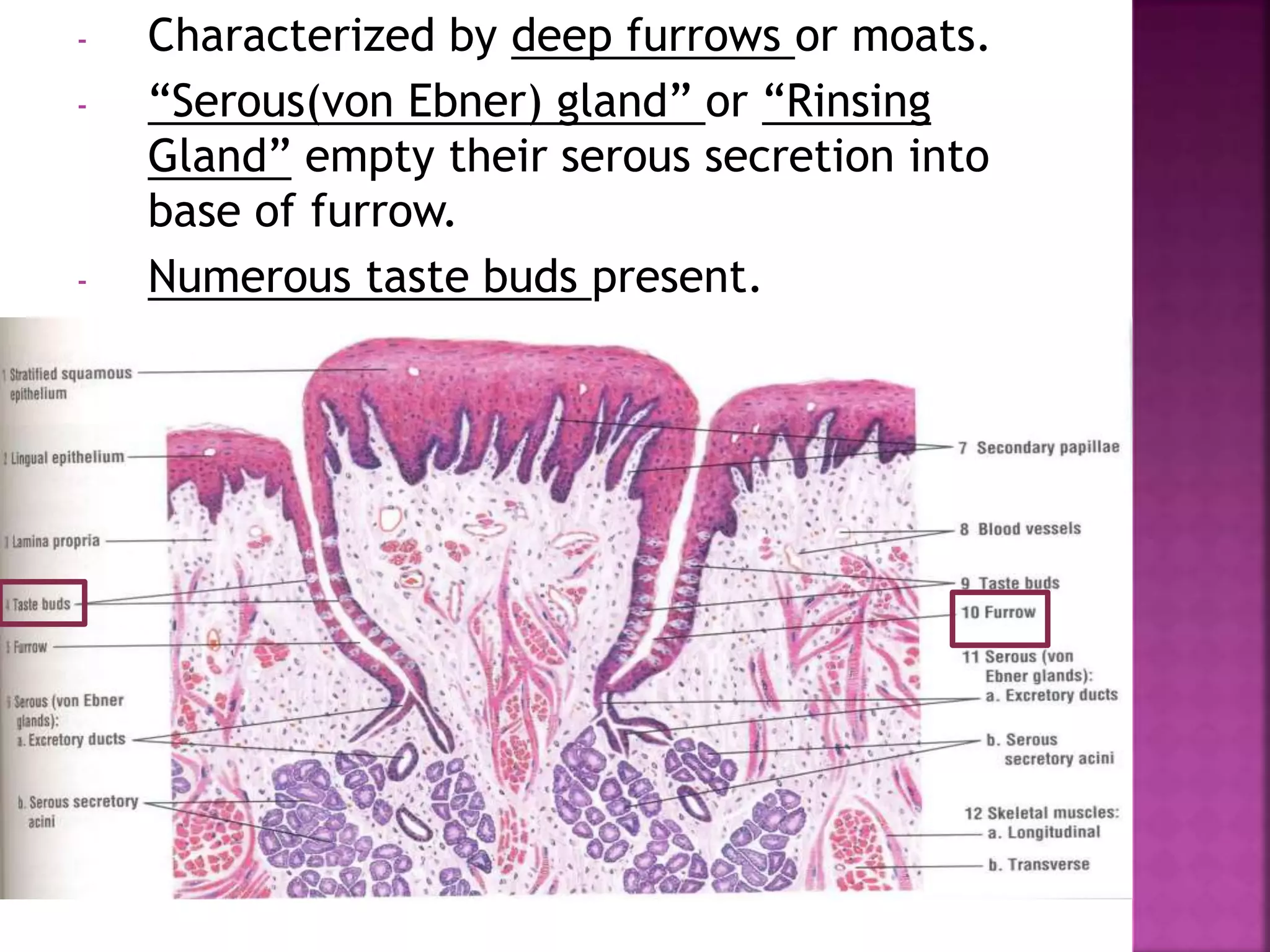 Histology of tongue by Dr. Shubham Gupta | PPTX