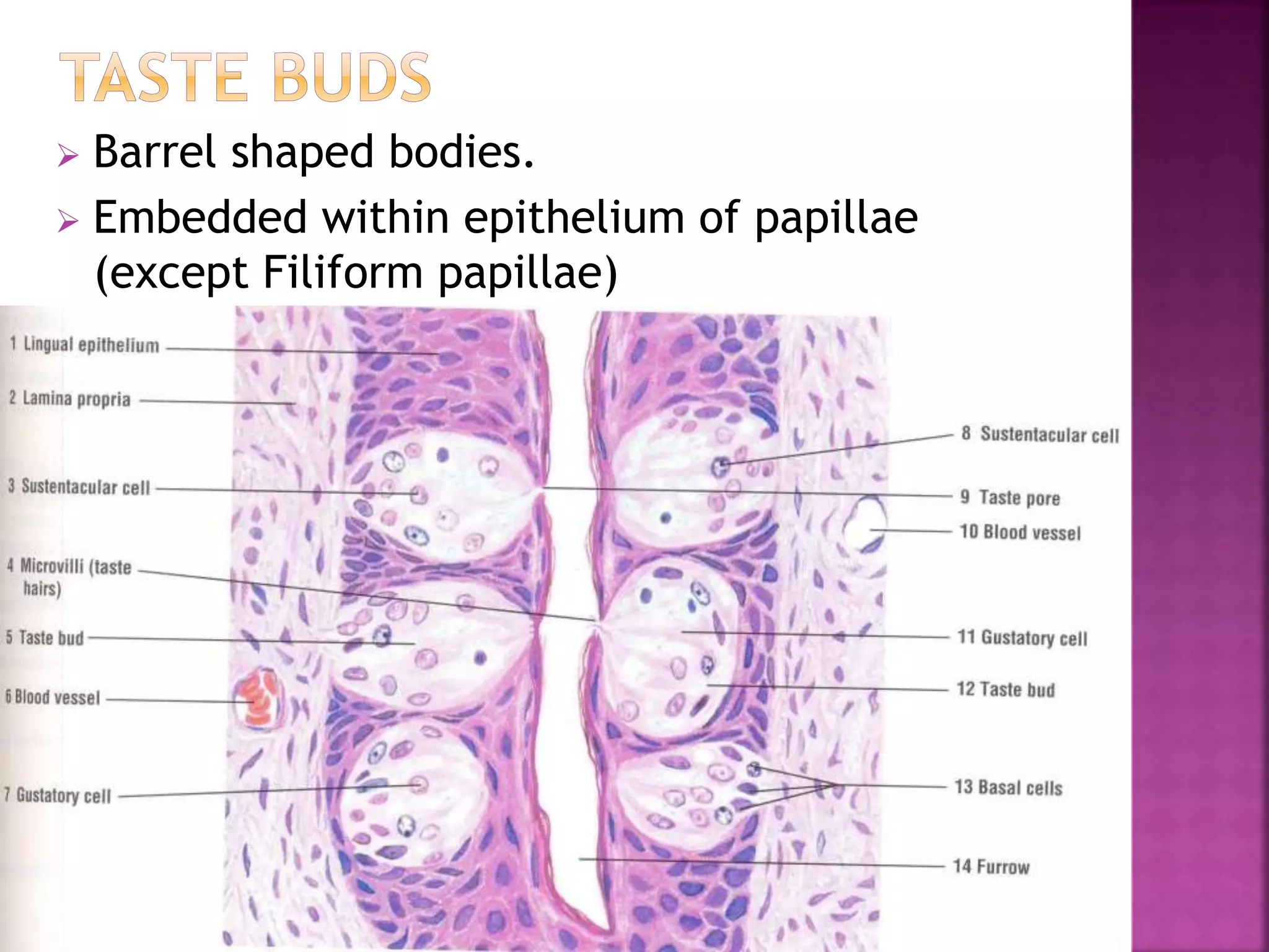 Histology of tongue by Dr. Shubham Gupta | PPTX