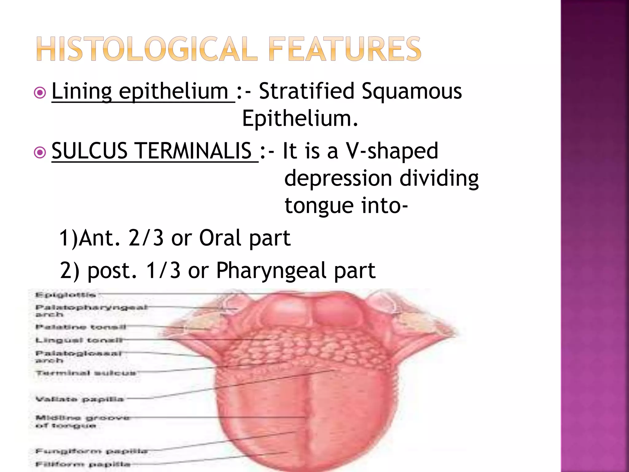 Histology of tongue by Dr. Shubham Gupta | PPTX
