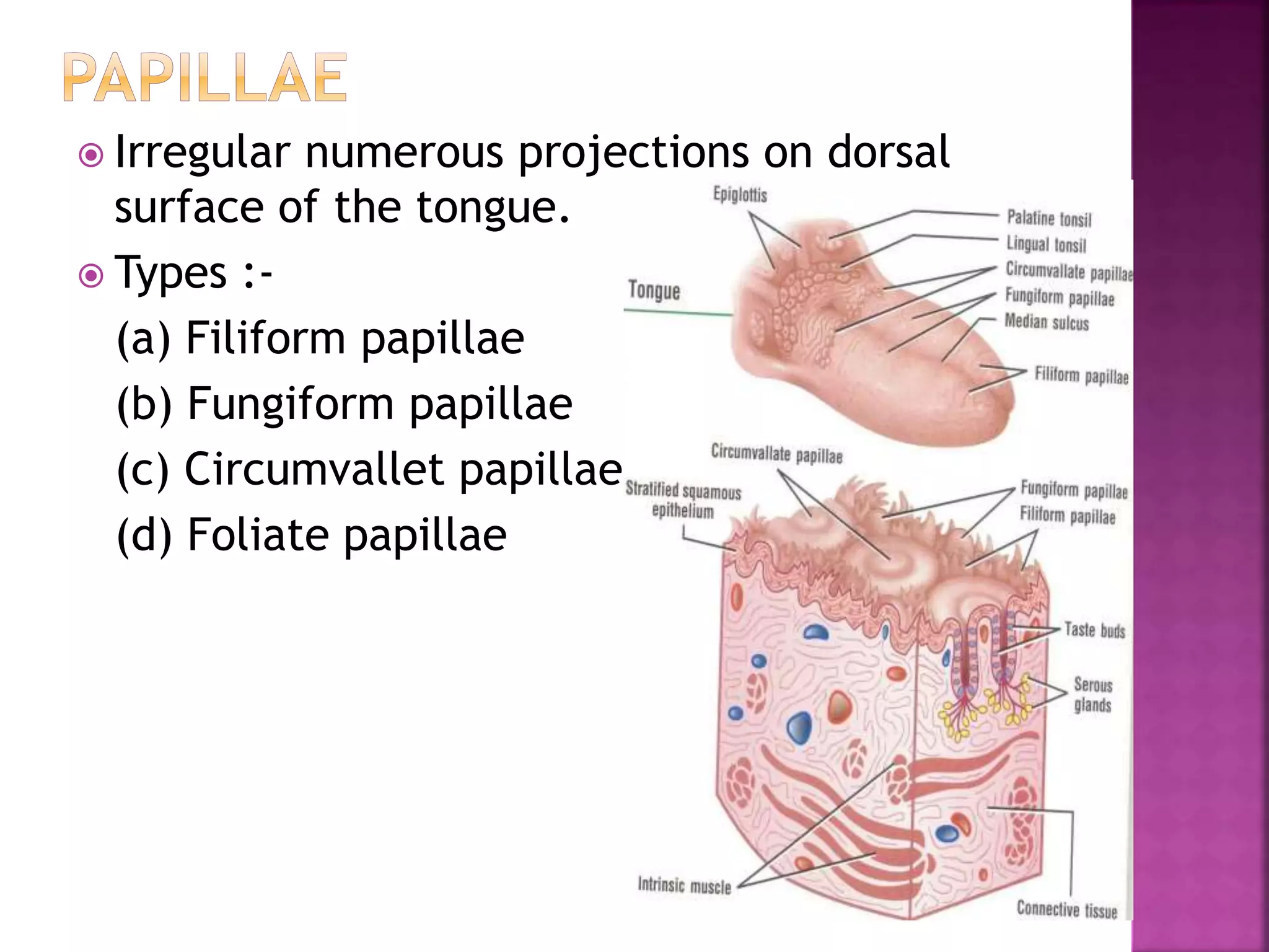 Histology of tongue by Dr. Shubham Gupta | PPTX