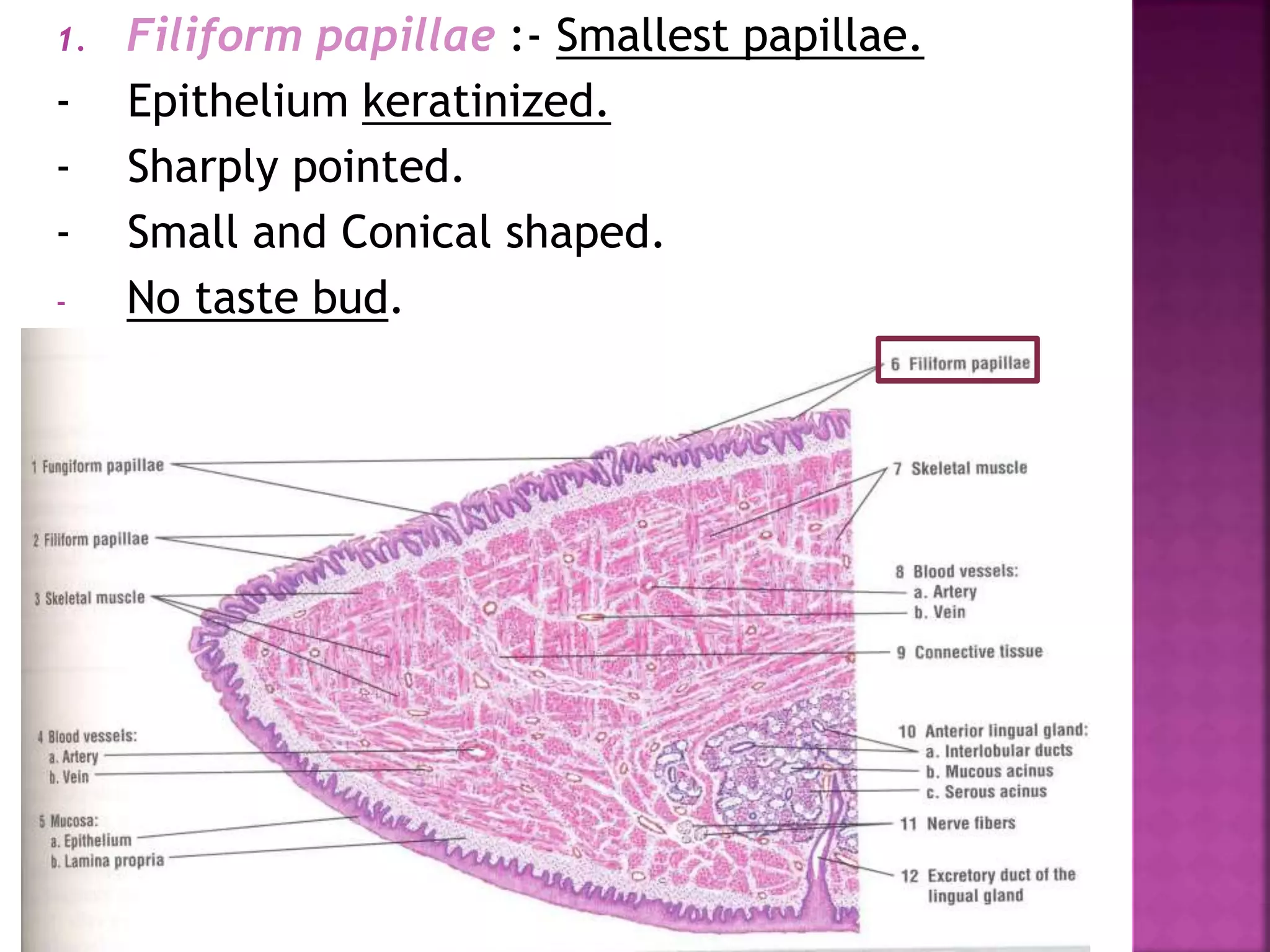 Histology of tongue by Dr. Shubham Gupta | PPTX