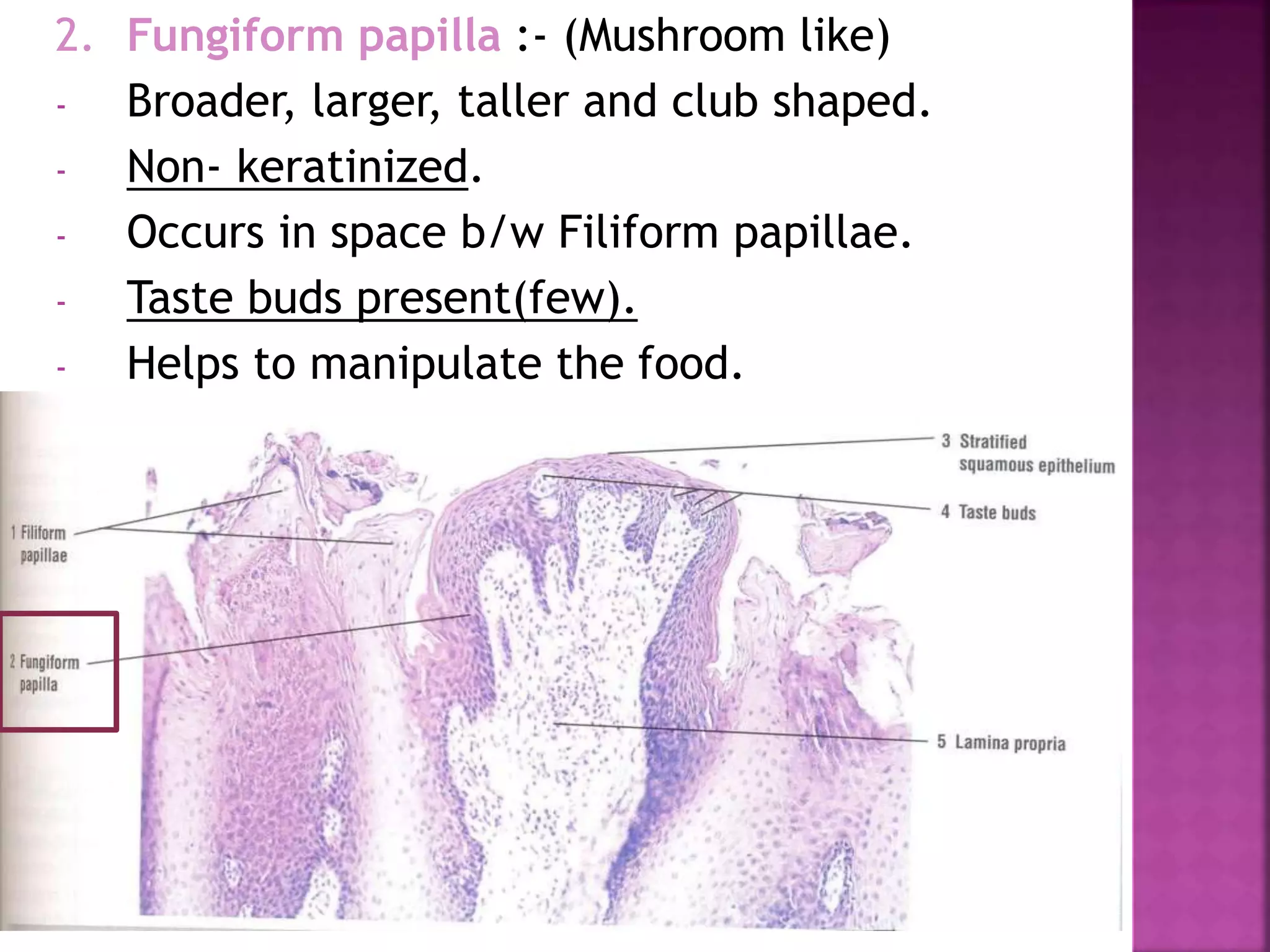 Histology of tongue by Dr. Shubham Gupta | PPTX