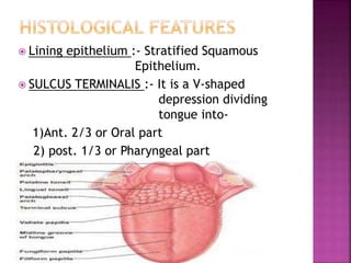 Histology of tongue by Dr. Shubham Gupta | PPTX