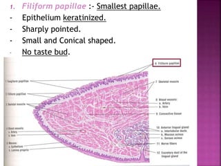 Histology of tongue by Dr. Shubham Gupta | PPTX