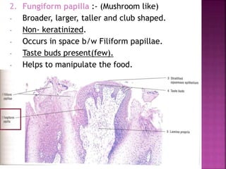 Histology of tongue by Dr. Shubham Gupta | PPTX