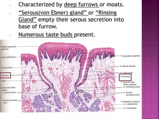 Tongue Histology Taste Buds