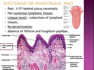 Tongue Histology