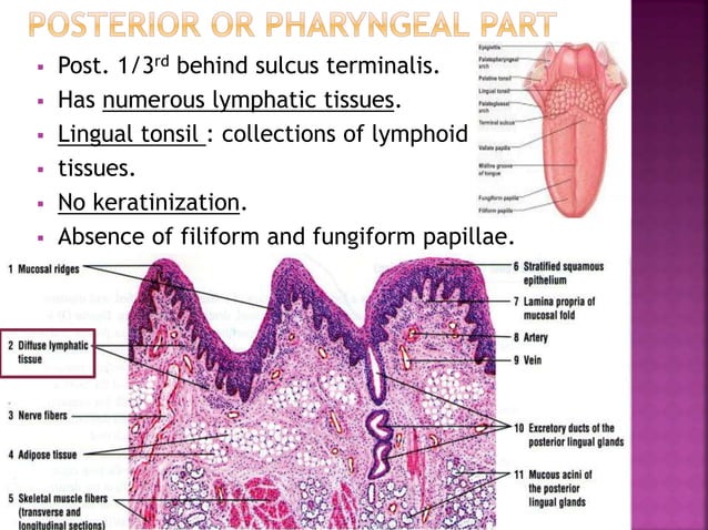 Histology of tongue by Dr. Shubham Gupta
