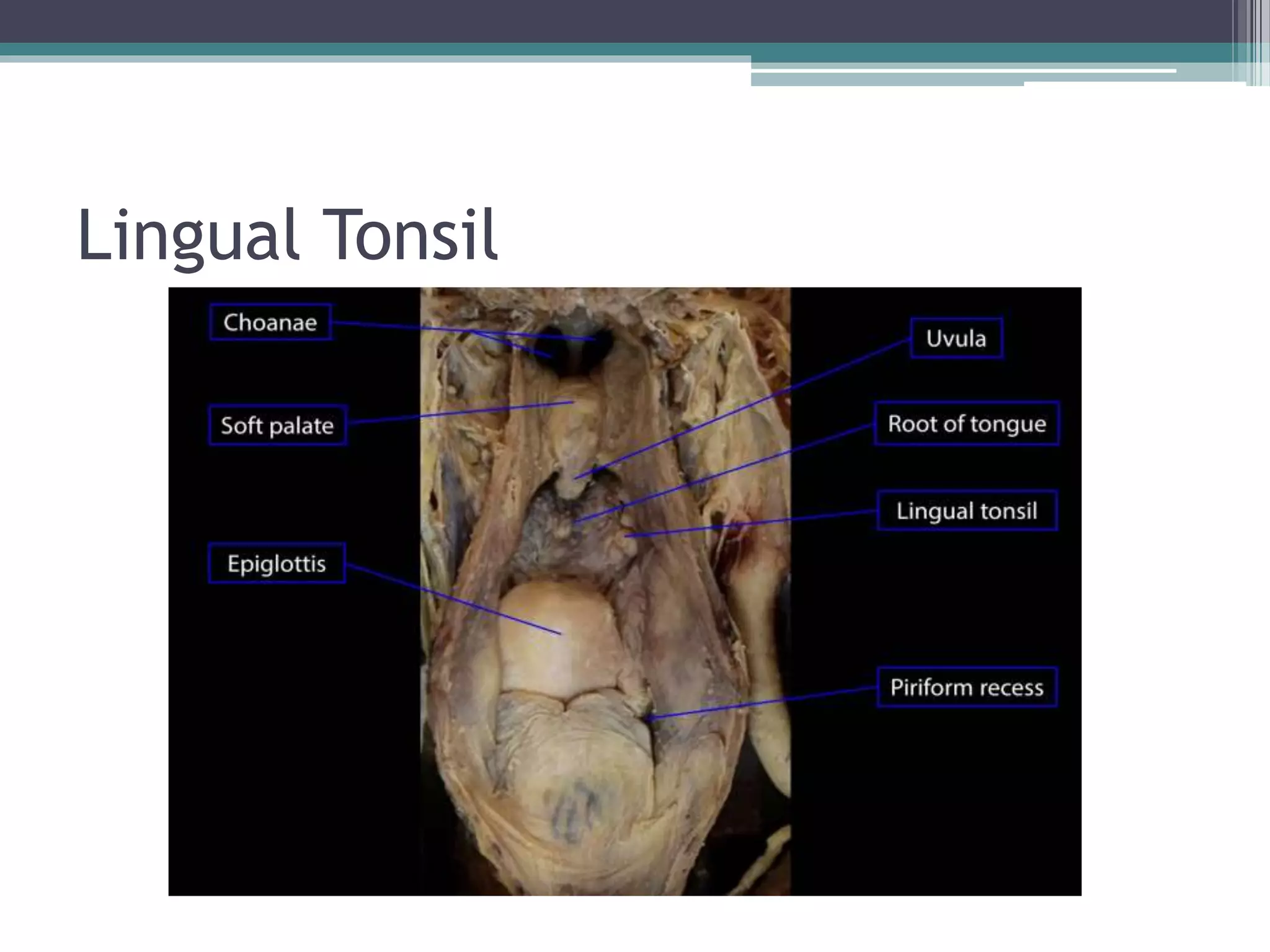 Histology of Tonsil | PPTX