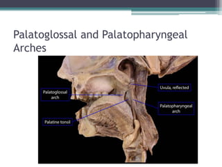 Histology of Tonsil | PPTX