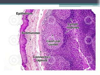 Histology of Tonsil | PPTX
