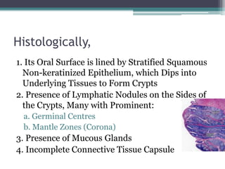 Histology of Tonsil | PPTX