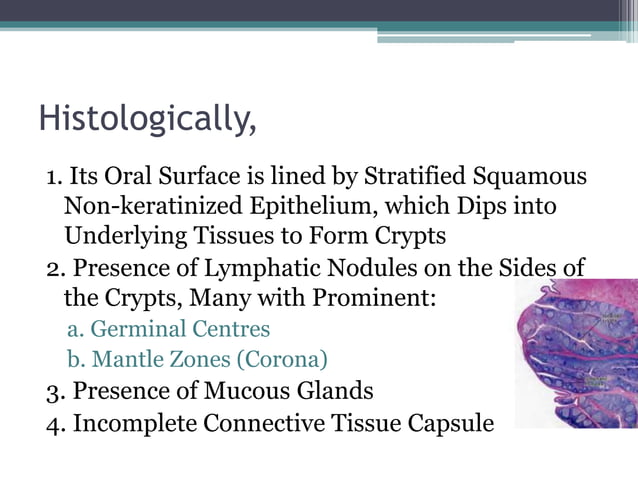 Histology of Tonsil | PPTX | Ear, Nose and Throat Conditions | Diseases ...