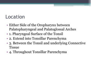 Histology of Tonsil | PPTX