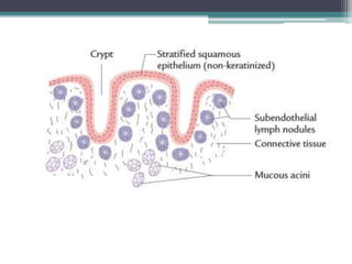 Pharyngeal Tonsils Histology Labeled