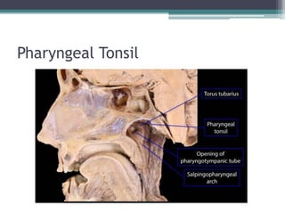 Histology of Tonsil | PPT