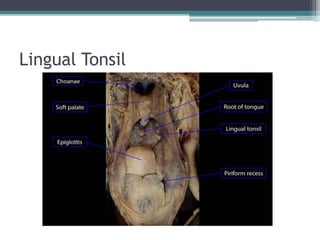 Histology of Tonsil | PPT