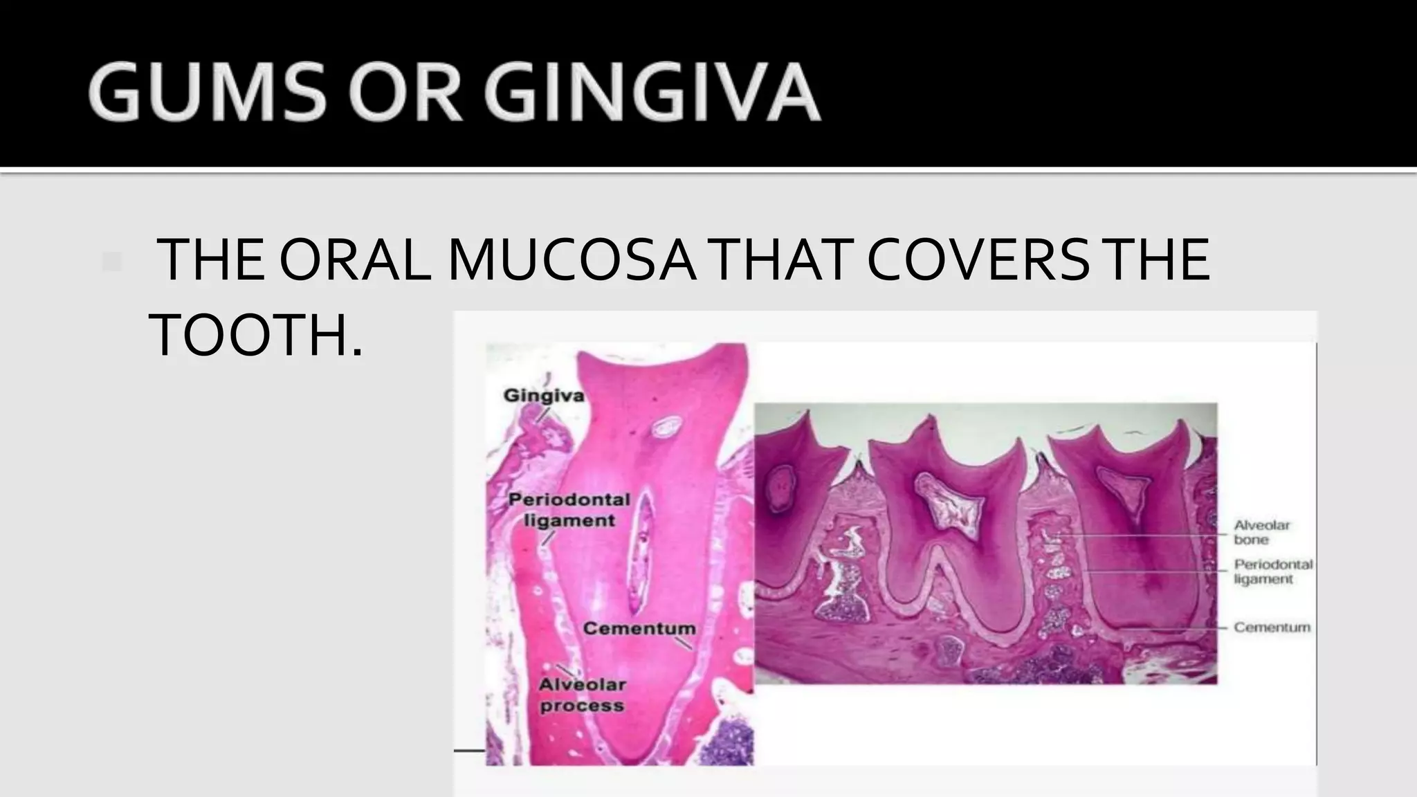 Histology of tooth | PDF
