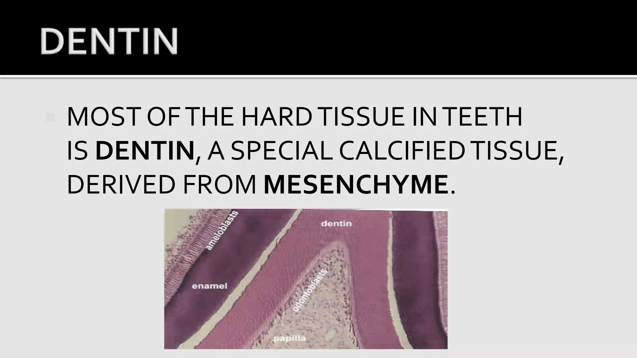 Histology of tooth | PDF
