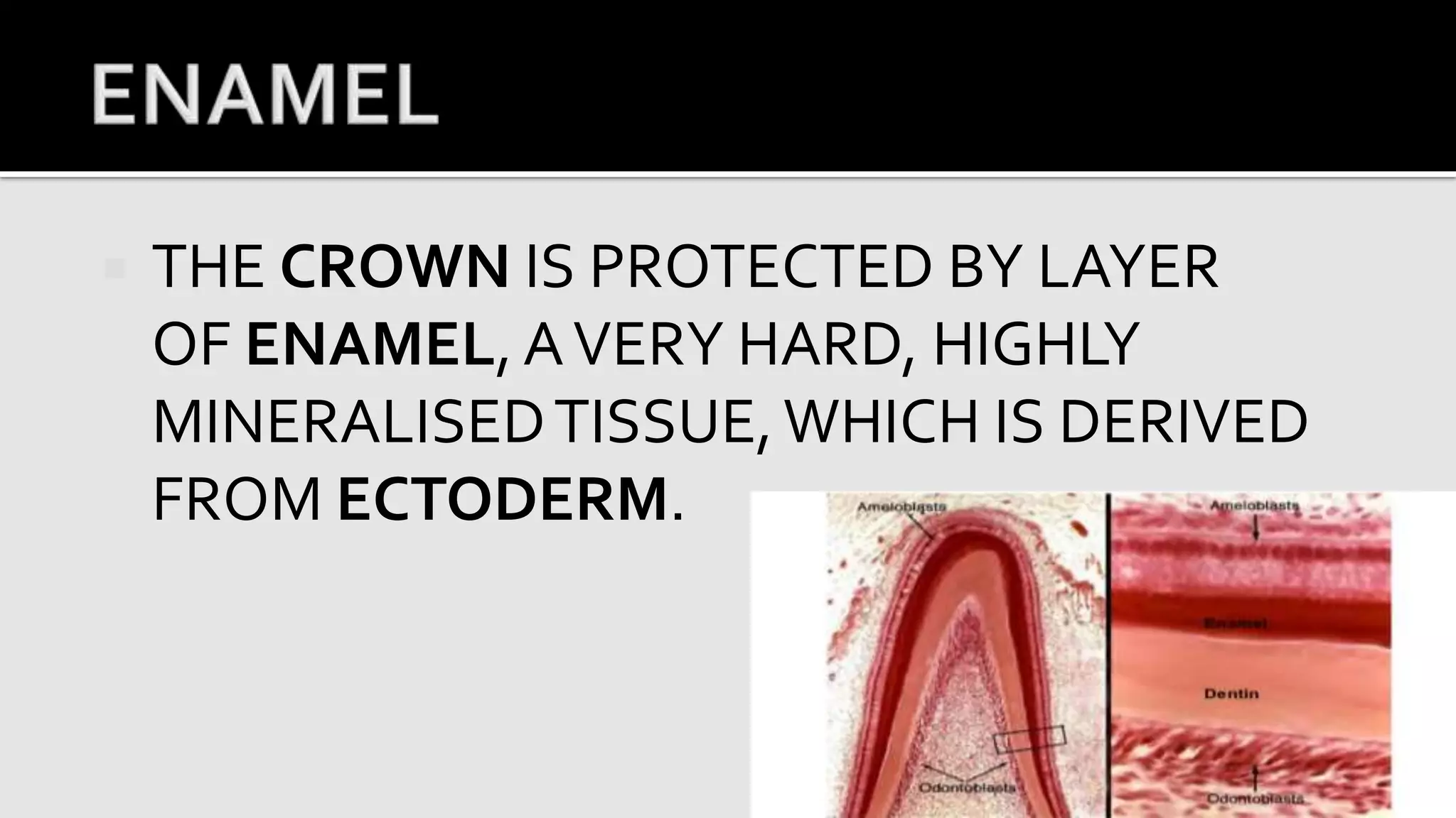 Histology of tooth | PDF