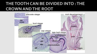 Histology of tooth | PDF