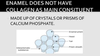 Histology of tooth | PDF