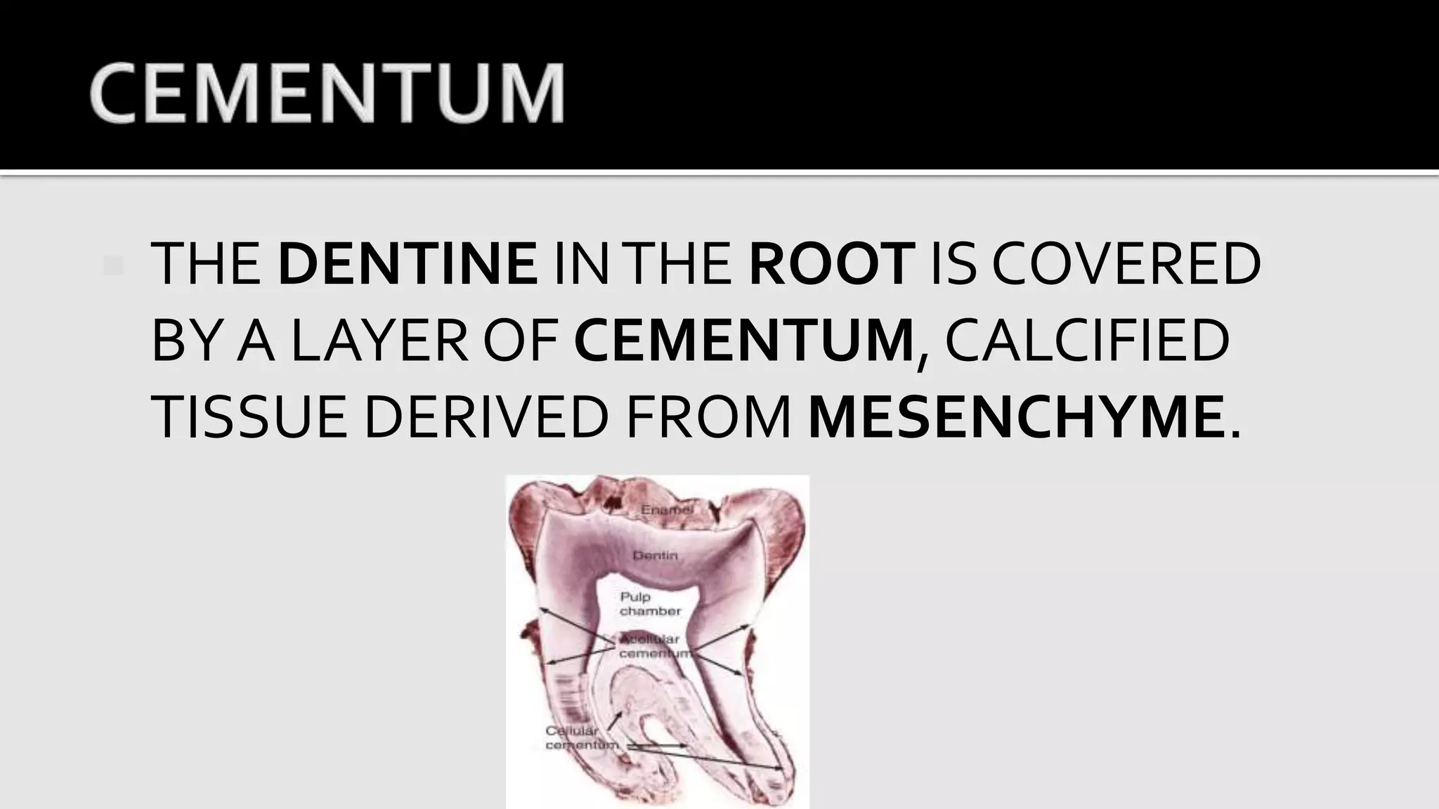Histology of Tooth | PPTX