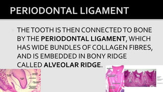 Histology of Tooth | PPTX