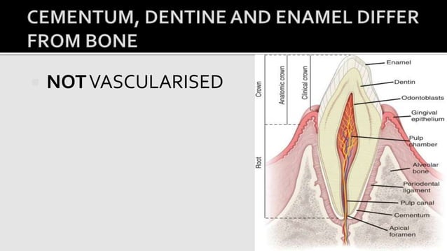 Histology of Tooth | PPT