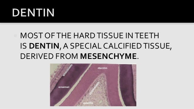 Histology of Tooth