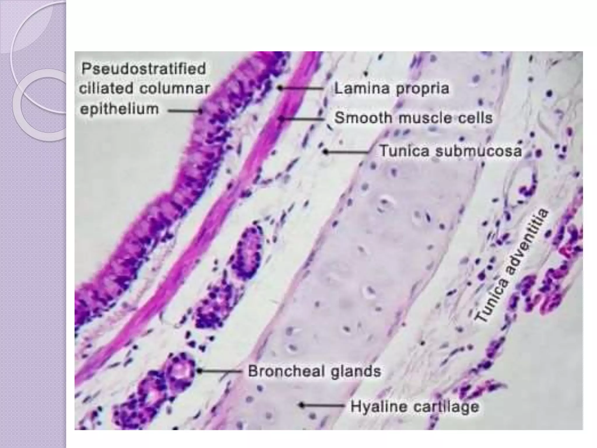 Histology of Trachea | PPTX